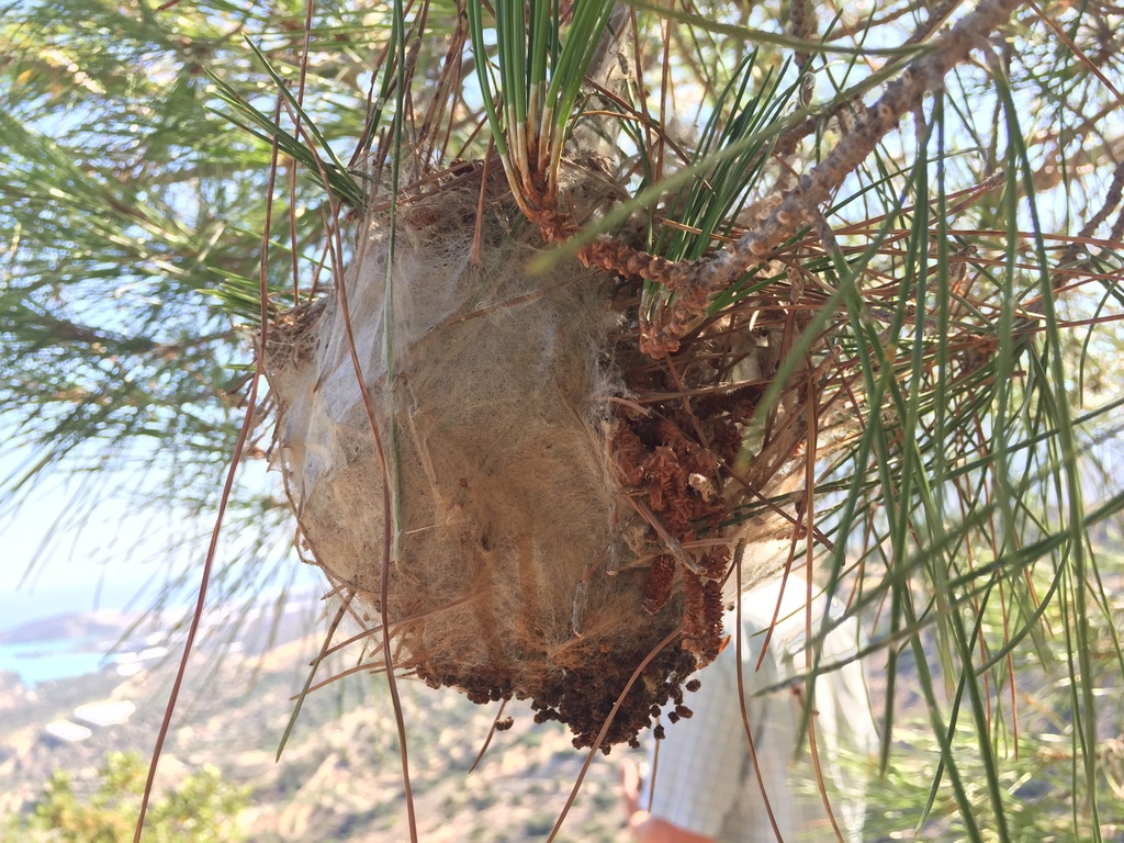 Thaumetopoea cretensis from Crete, Ierapetra, Lasithi, GR on July 16 ...
