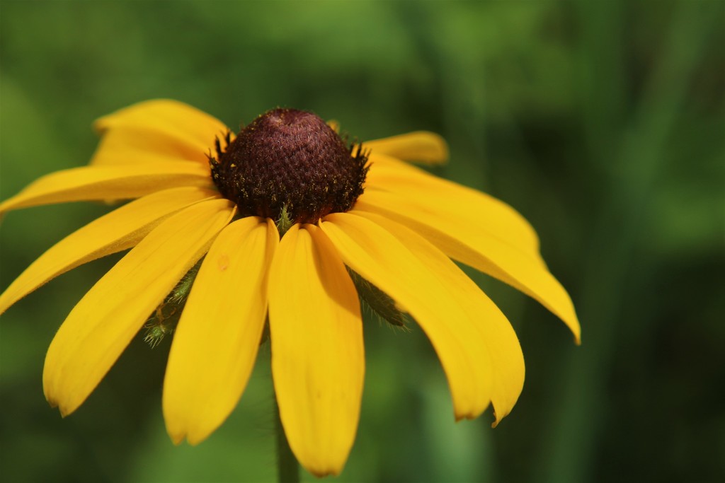 black-eyed Susan from Circle Pines, MN 55014, USA on July 15, 2020 at ...