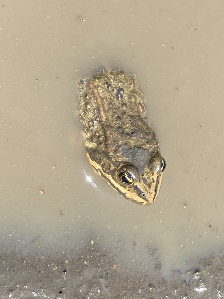 Columbia Spotted Frog from Lemhi County, US-ID, US on July 15, 2020 at ...