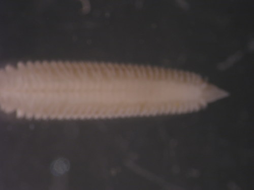 género Dispio · iNaturalist Ecuador