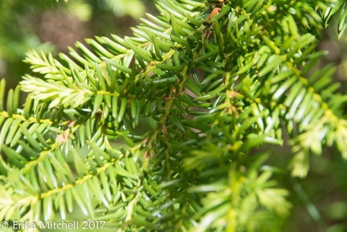 Naturalized yew (Brandeis University - Lichen, Fungi and Non-flowering ...