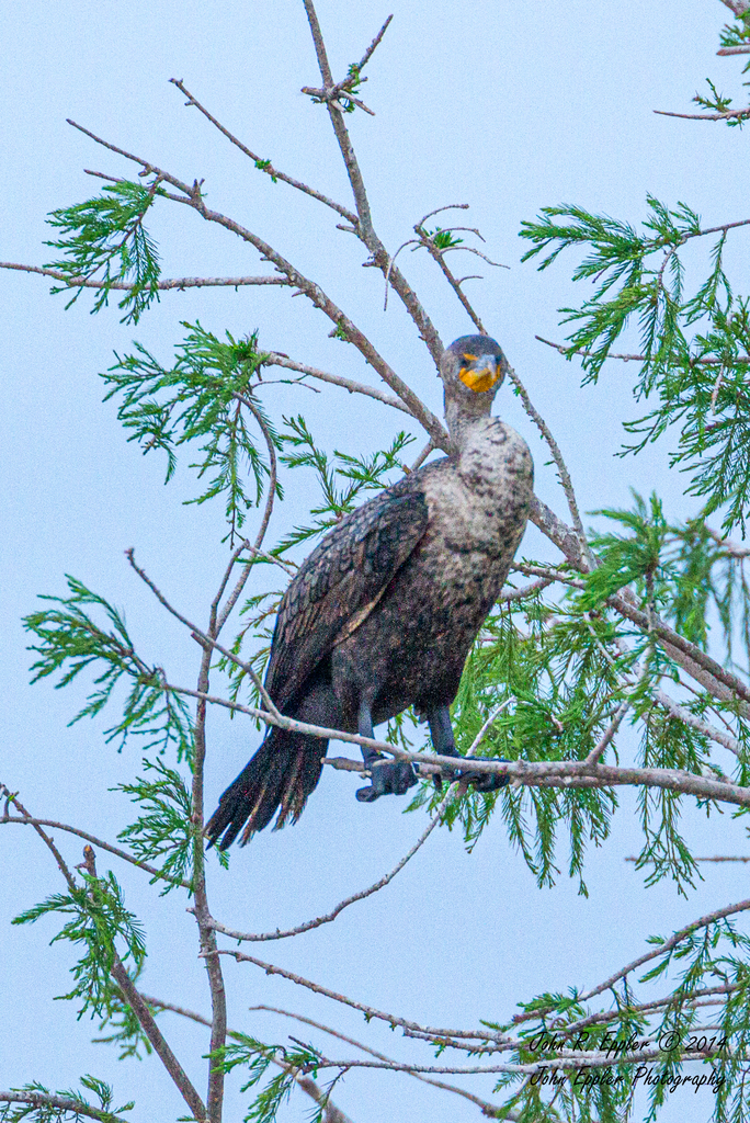 Double-crested Cormorant from Taylor, TX, USA on May 13, 2014 at 06:57 ...