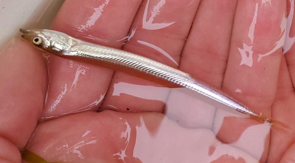 American Sand Lance from Gateway National Recreation Area, Monmouth ...