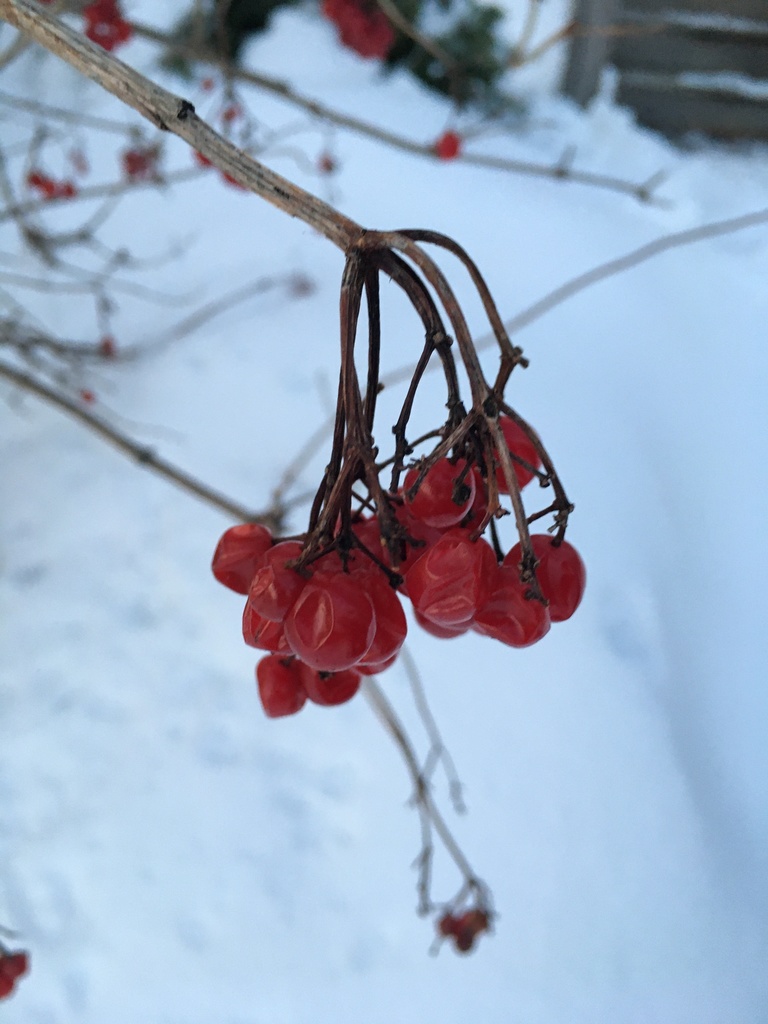 guelder-rose from Westmount, NS, Canada on February 12, 2020 at 05:27 ...