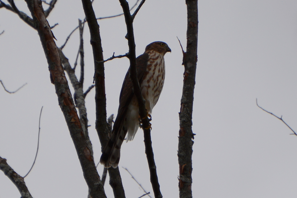 Sharp-shinned Hawk from Landon Bay hiking trails, Leeds and Grenville ...