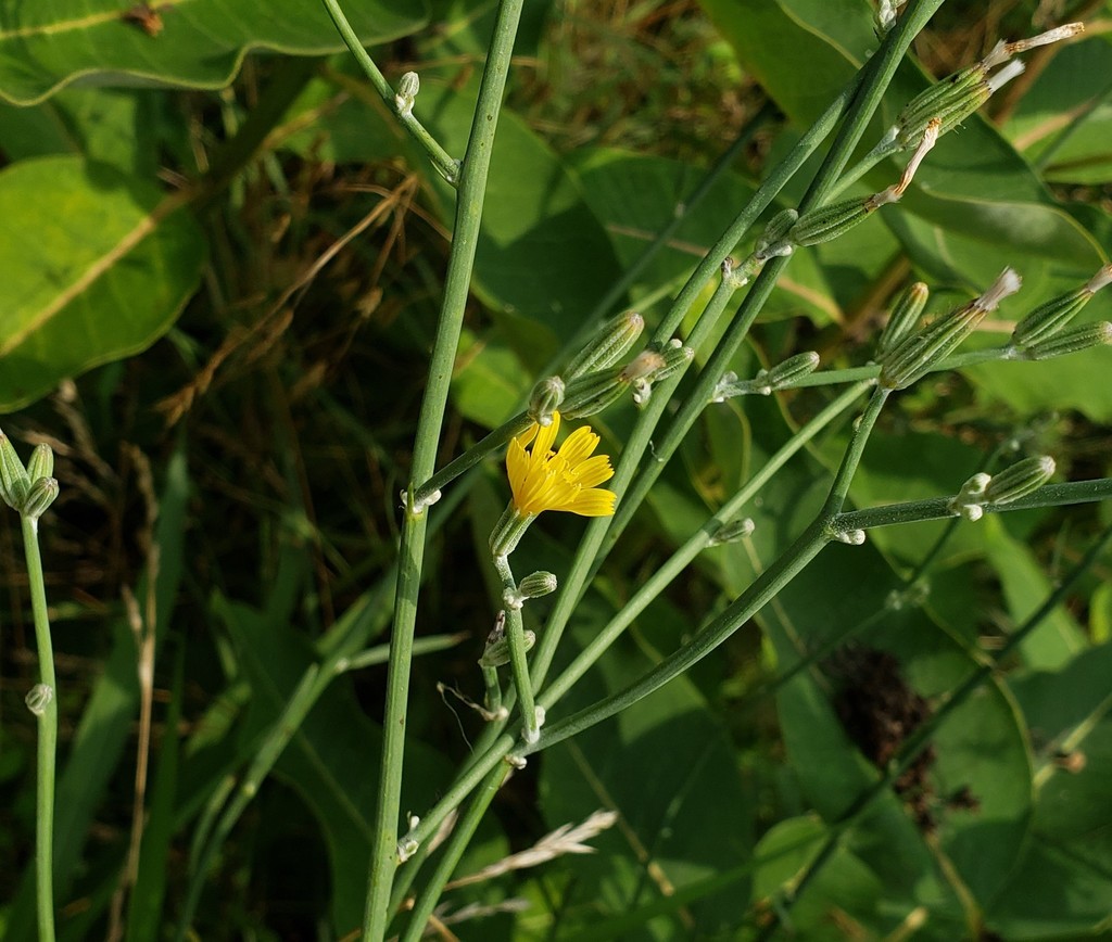 Rush Skeletonweed from Anne Arundel County, MD, USA on July 16, 2020 at ...