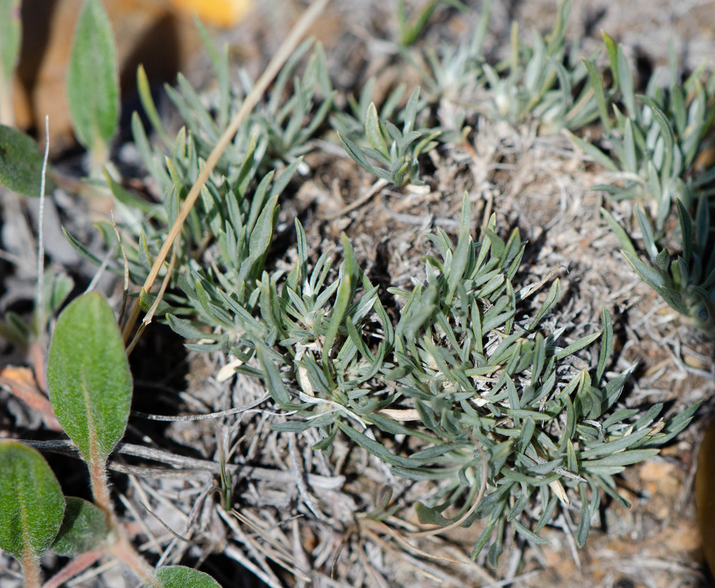 Tufted Milkvetch (Astragalus spatulatus) - Botanical Realm