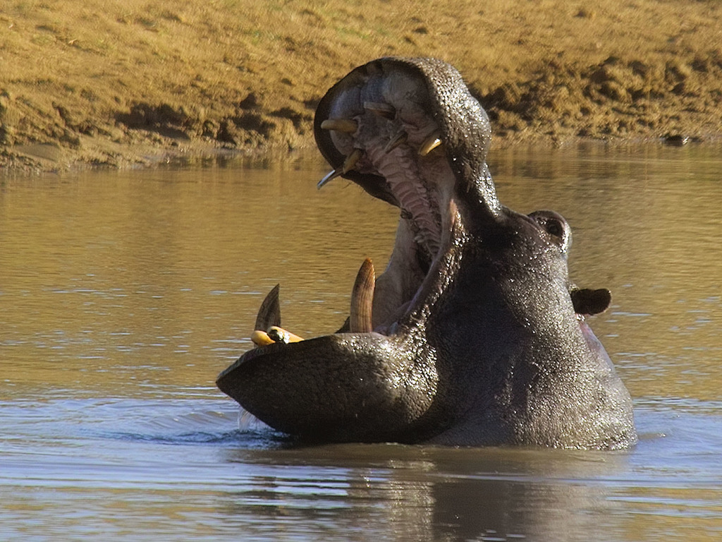 Nile Hippopotamuses (Hippopotamus) - Marine Life Identification