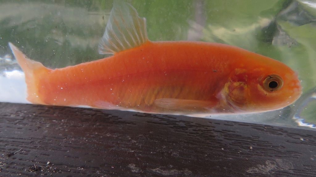 Fathead Minnow from Wellington County, ON, Canada on June 16, 2017 at ...