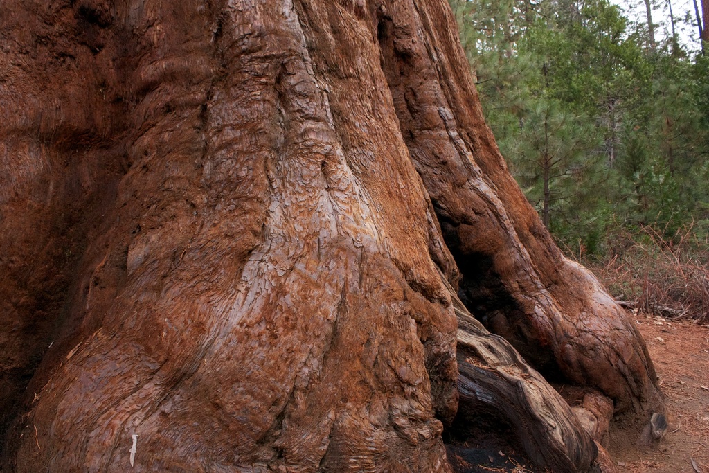 giant sequoia (Sequoiadendron giganteum) - Botanical Realm
