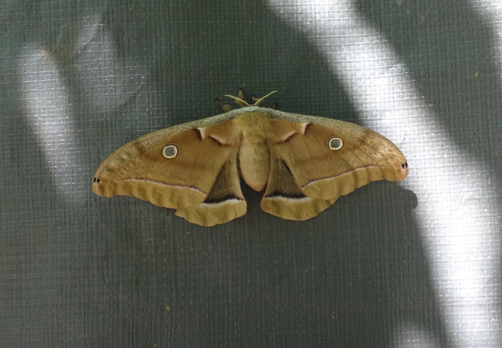 Polyphemus Moth from County Rd., Guilford, CT, USA on July 12, 2020 at ...