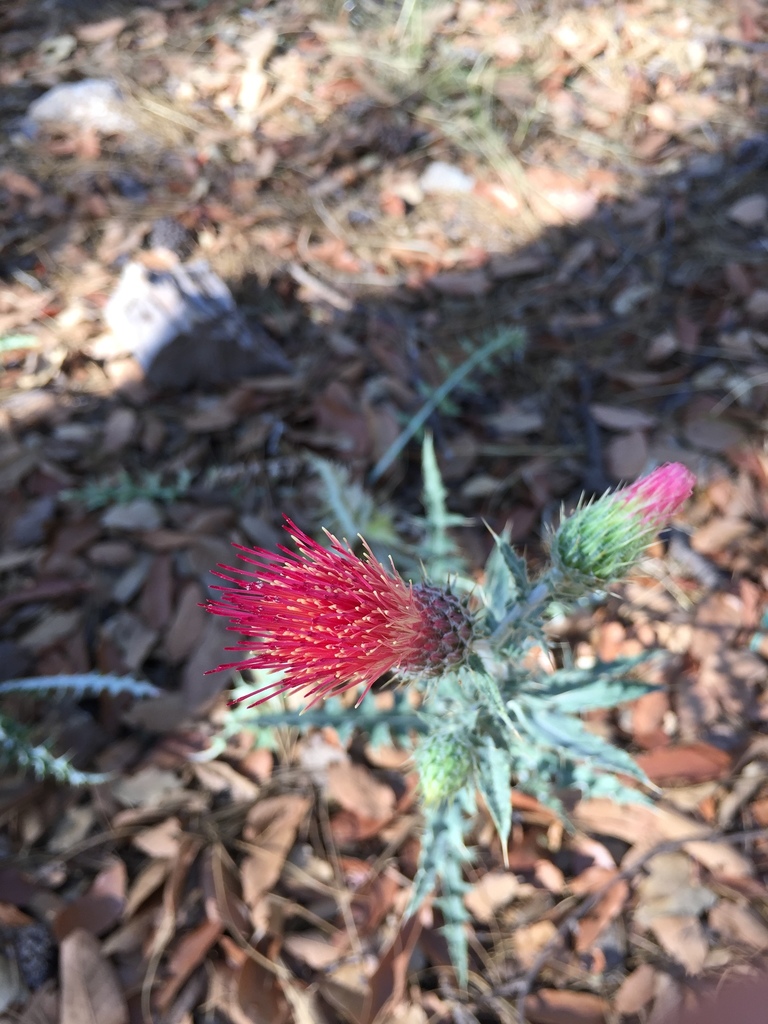 Arizona thistle (SEKI: Vascular Plants- Family: Asteraceae) · iNaturalist