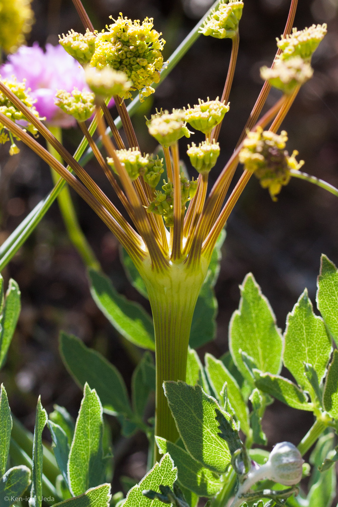 Barestem Biscuitroot (Lomatium nudicaule) - Botanical Realm