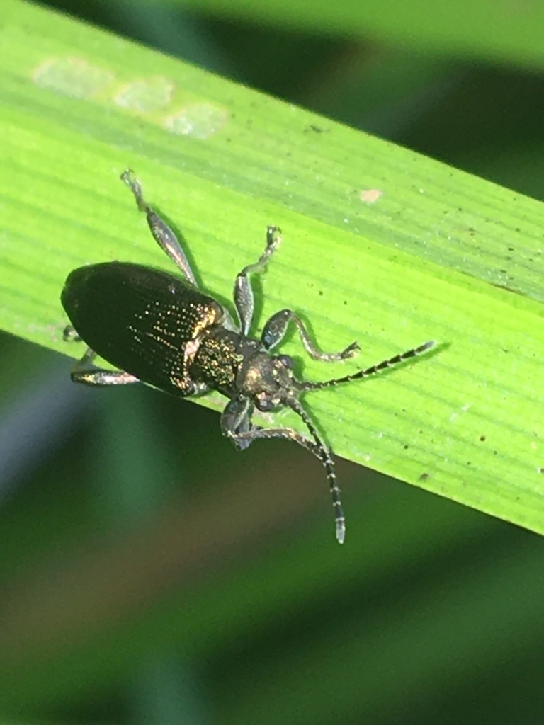 True reed beetles from Mount Hope, WV, US on July 16, 2020 at 06:42 PM ...