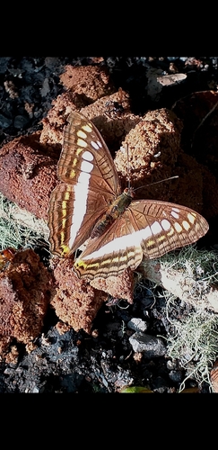 Subspecies Adelpha alala completa · iNaturalist