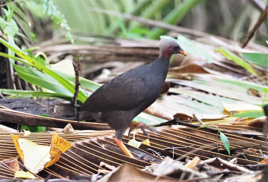 Palau Megapode (Megapodius laperouse senex) - Avian Discovery