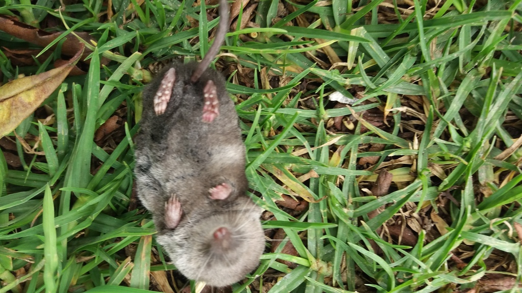 Thomas' Small-eared Shrew from Subachoque, Cundinamarca, Colombia on ...