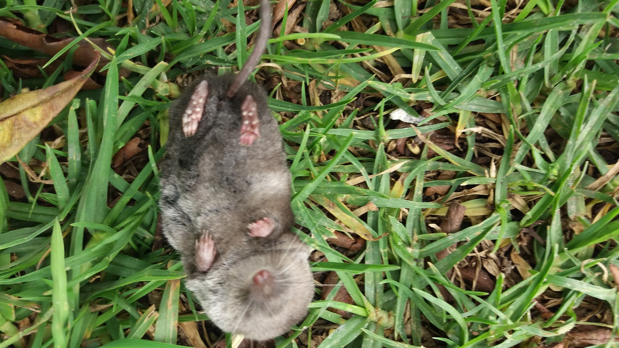 Cryptotis thomasi (Merriam, 1897)