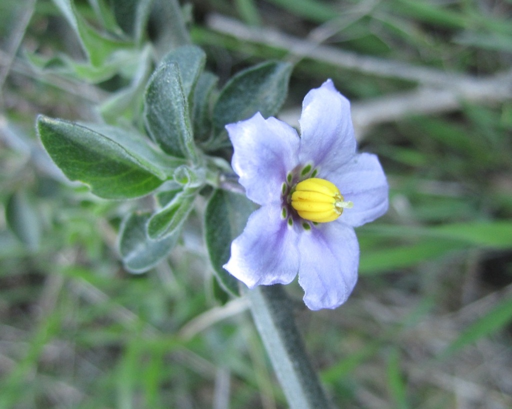 bluewitch nightshade (A Floral Guide to Walker Ridge) · iNaturalist