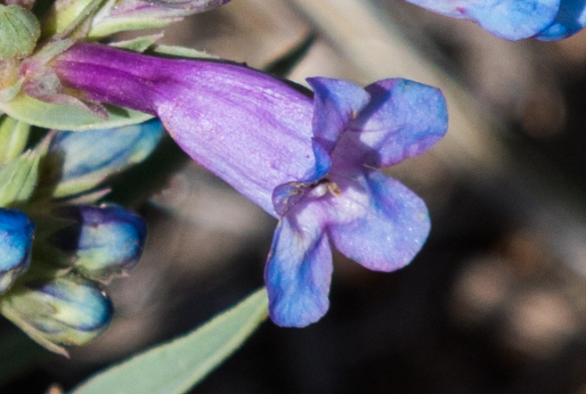 Sand Penstemon from 287 - Larimer County on May 24, 2017 at 04:26 PM by ...