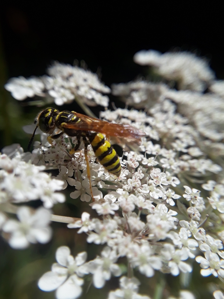 Beewolves from Carlotta, CA 95528, USA on July 16, 2020 at 02:42 PM by ...