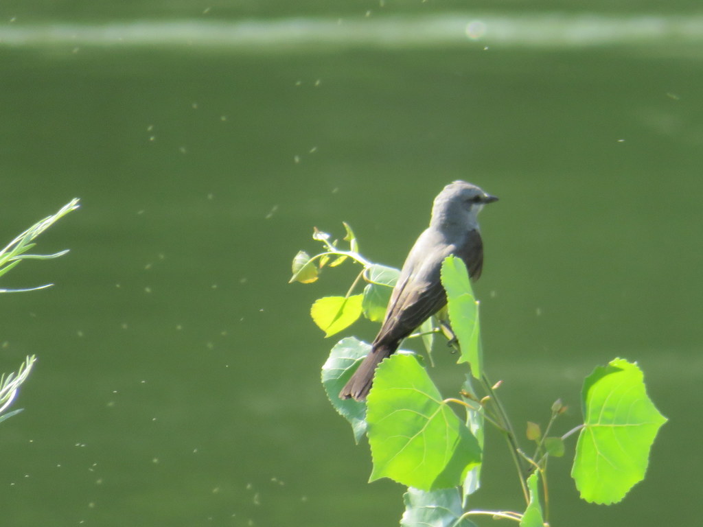 Western Kingbird from Uintah County, UT, USA on July 16, 2020 at 11:06 ...