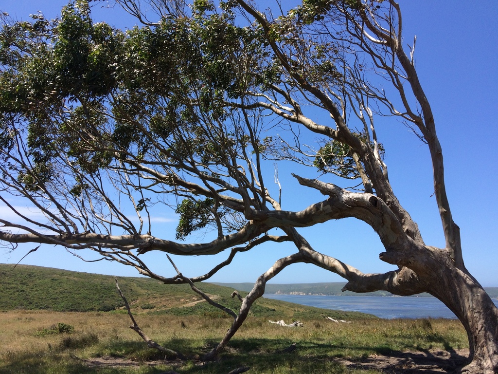 Tasmanian blue gum from Point Reyes National Seashore, Inverness, CA ...