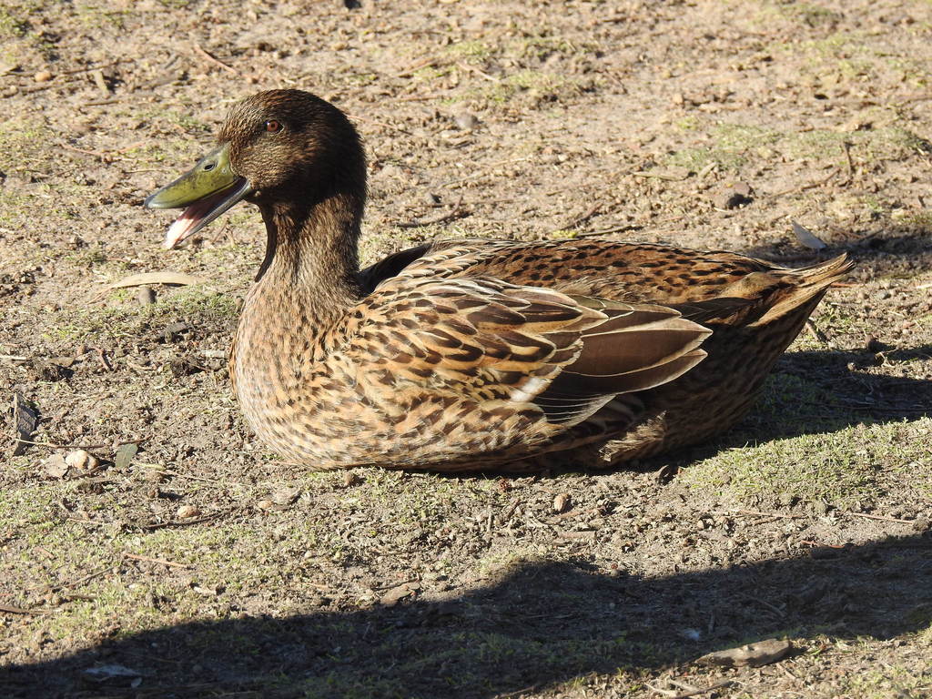 Domestic Mallard from Tatterson Park, Keysborough, Victoria, Australia ...
