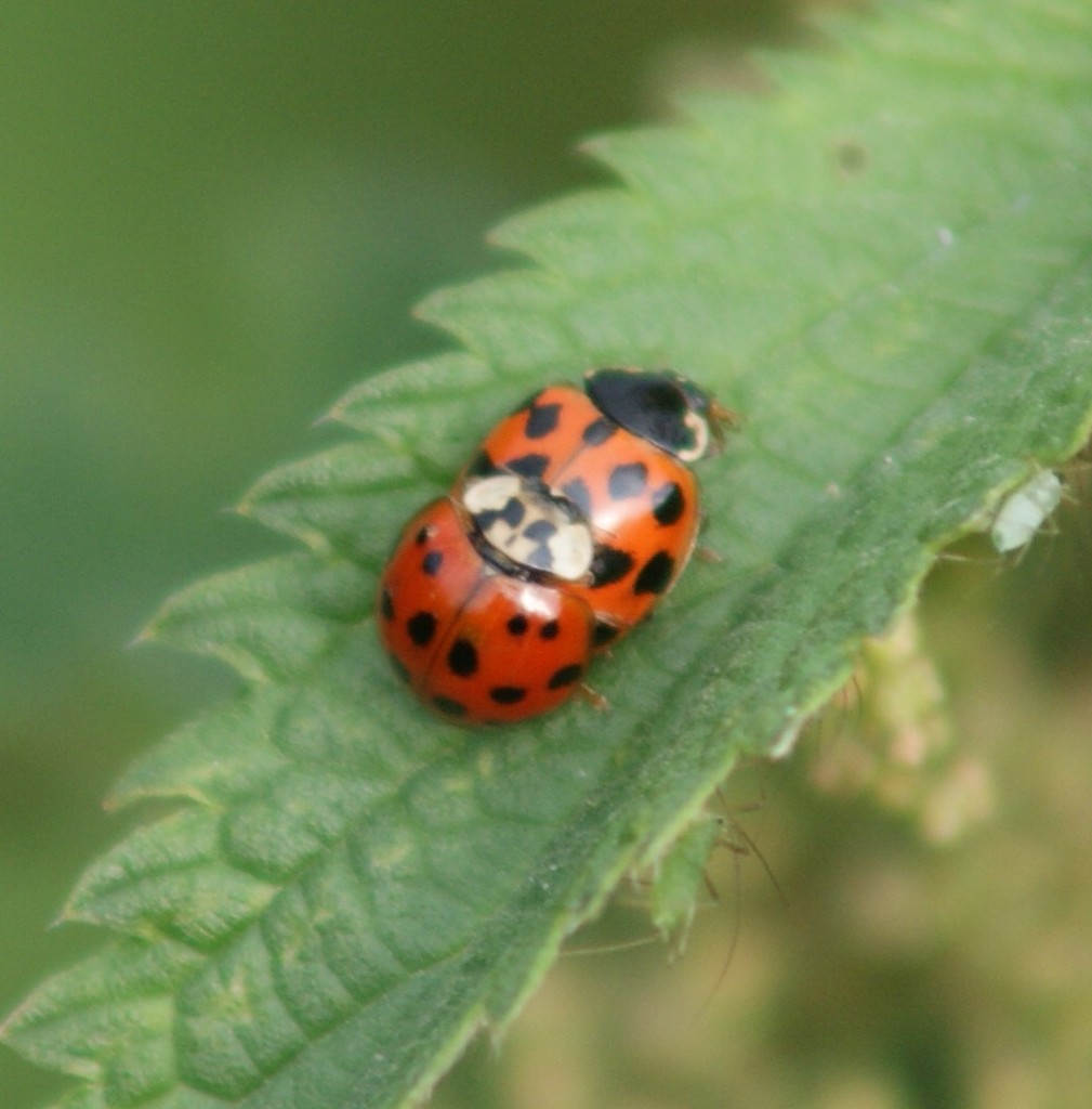 Asian Lady Beetle from echzell on June 20, 2009 by Michael · iNaturalist