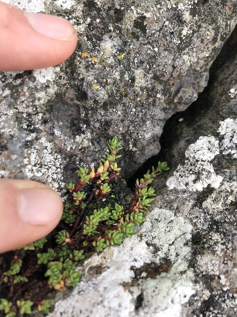 Shore Stonecrop from South Pacific Ocean on July 16, 2020 by Tim Park ...