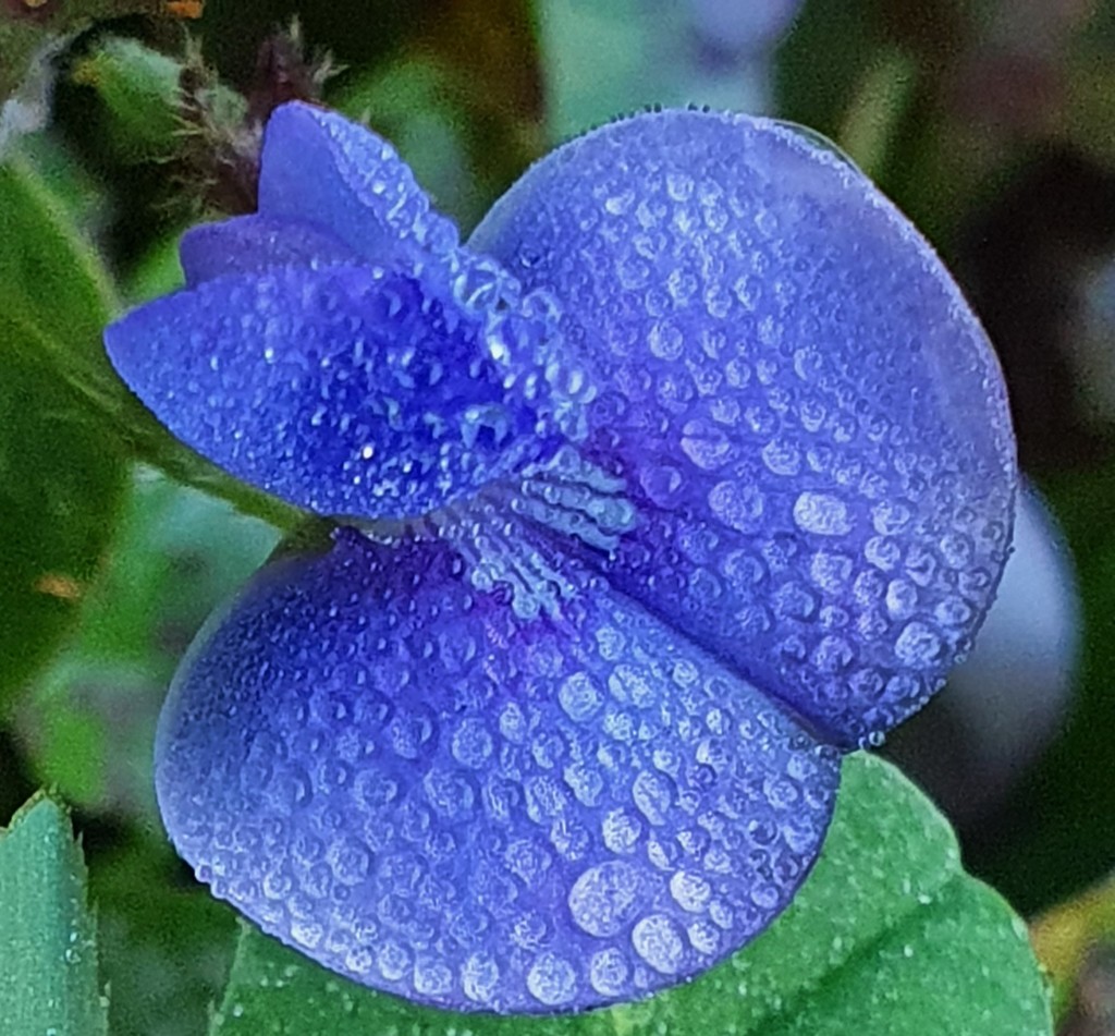creeping vigna from Urliup NSW 2484, Australia on July 17, 2020 at 07: ...