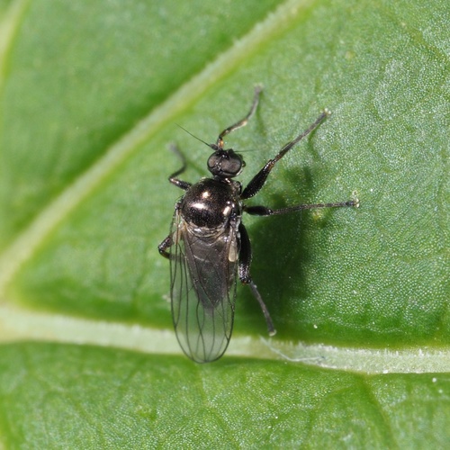 Genus Crossopalpus · iNaturalist