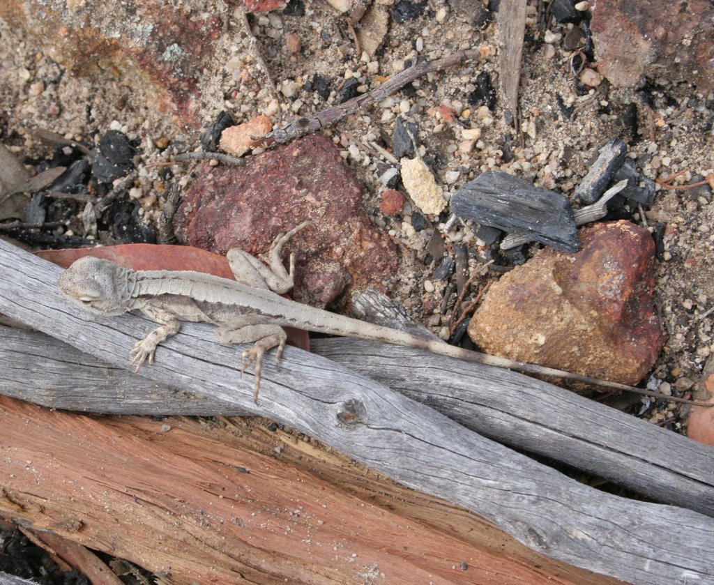 Crested Bicycle-dragon from Warralakin WA 6421, Australia on October 26 ...