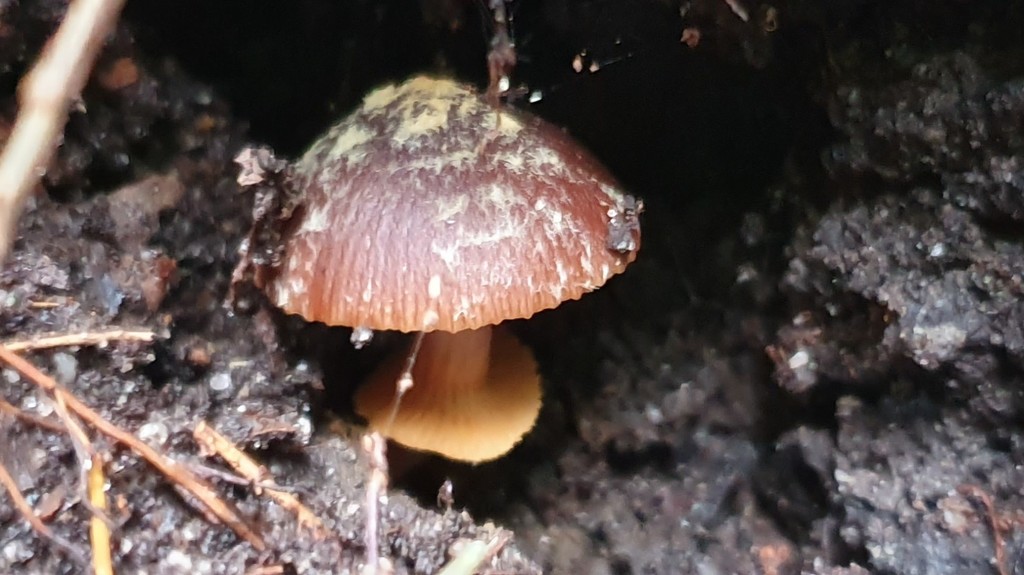 Descolea recedens from Somersby Falls Walking Track, Somersby NSW 2250 ...