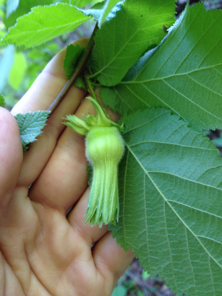 Beaked Hazelnut (Native Trees and Shrubs of Golden Gate Canyon State ...