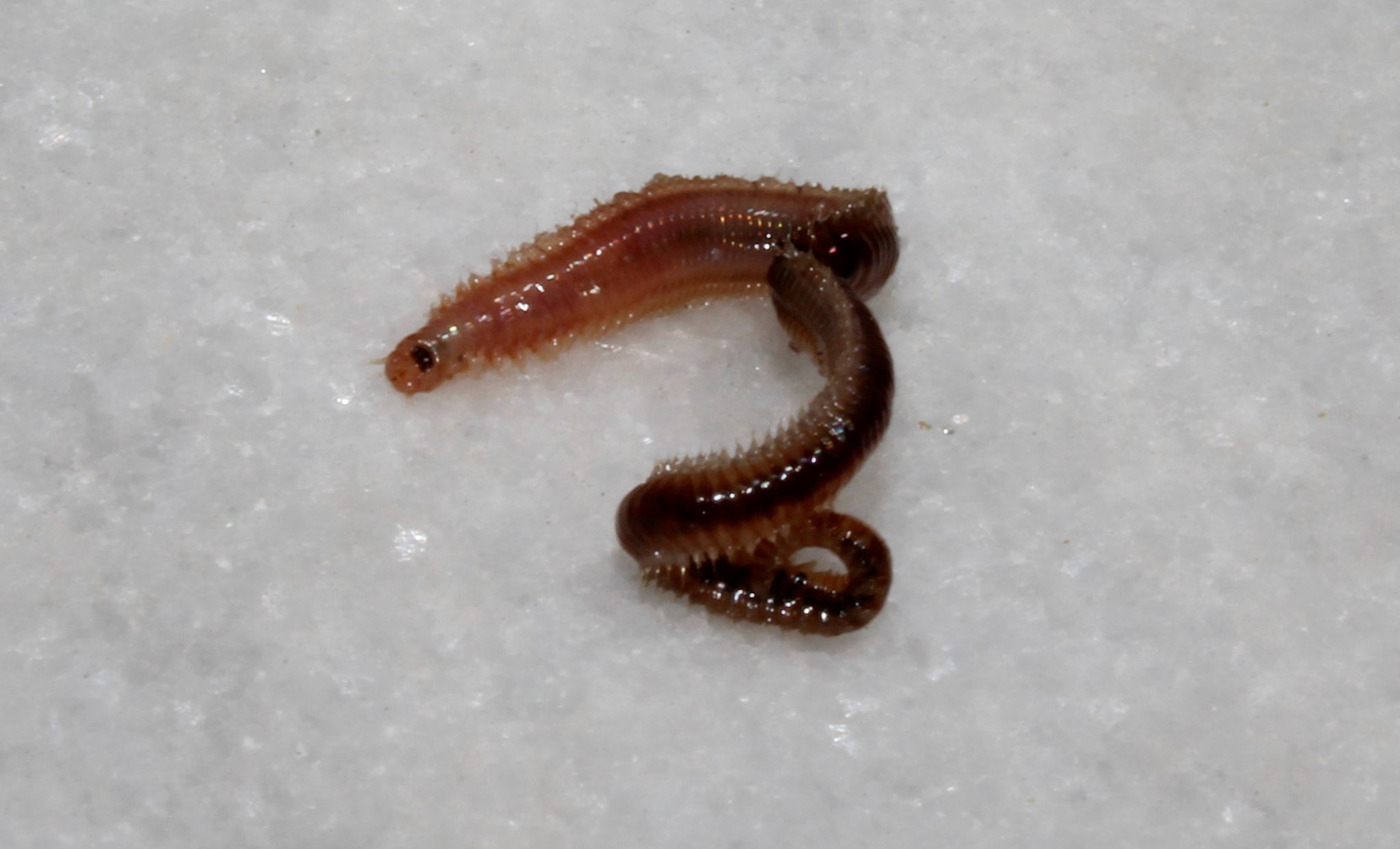 Marphysa sanguinea (Montagu, 1813)