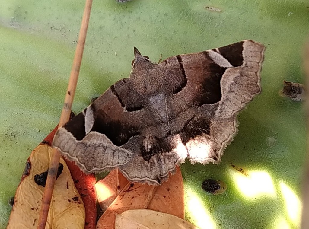 Zethes insularis from Lipari ME, Italia on July 16, 2020 at 08:35 AM by ...
