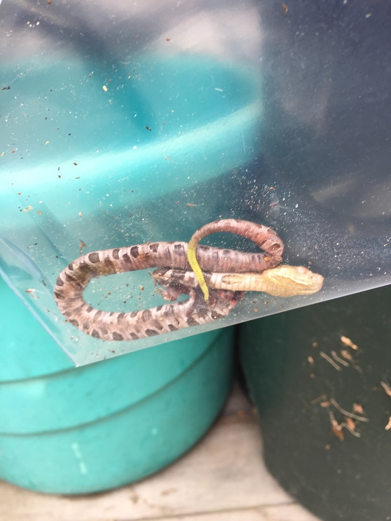 Eastern Copperhead in June 2017 by mtierz · iNaturalist