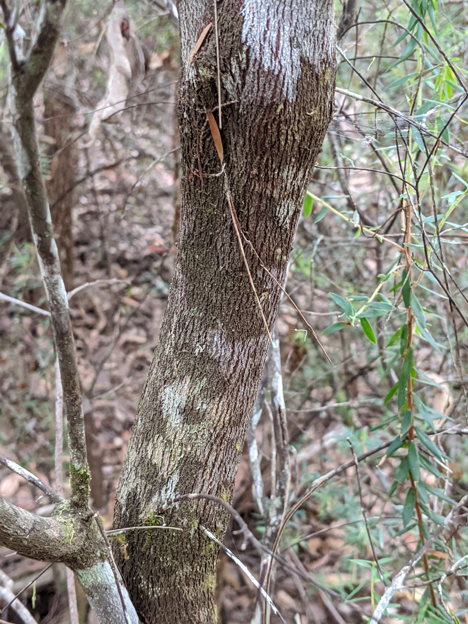 Acrothamnus spathaceus (Pedley) Quinn