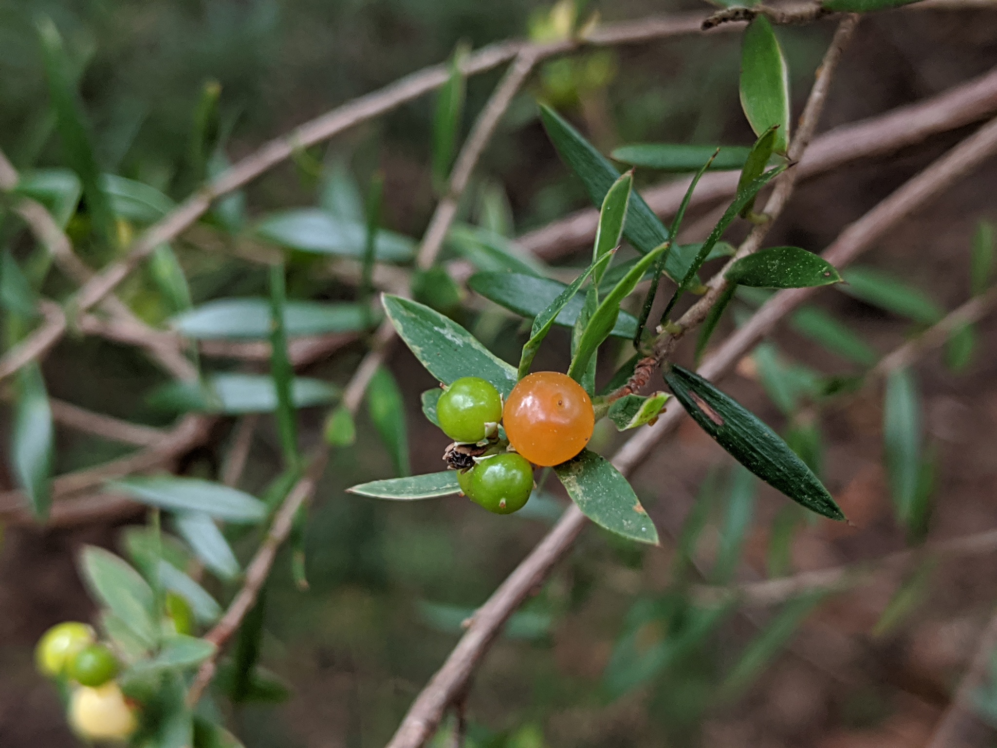 Acrothamnus spathaceus (Pedley) Quinn