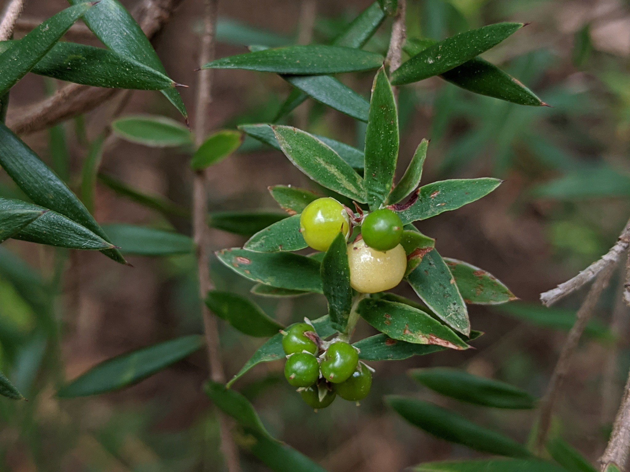 Acrothamnus spathaceus (Pedley) Quinn