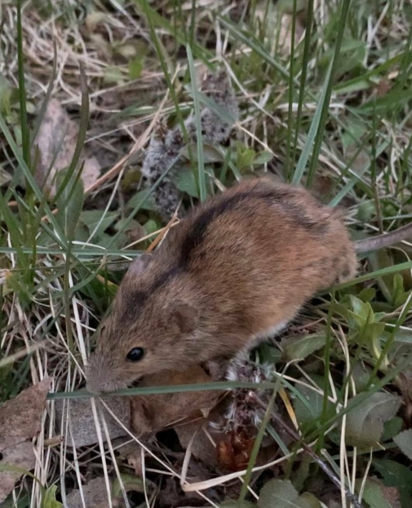 Striped Field Mouse from Белокатайский район on July 15, 2020 at 07:39 ...