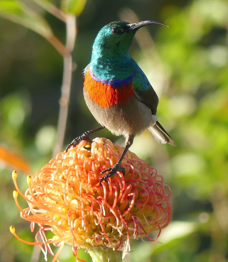 Fynbos Southern Double-Collared Sunbird from Garden Route Botanical ...