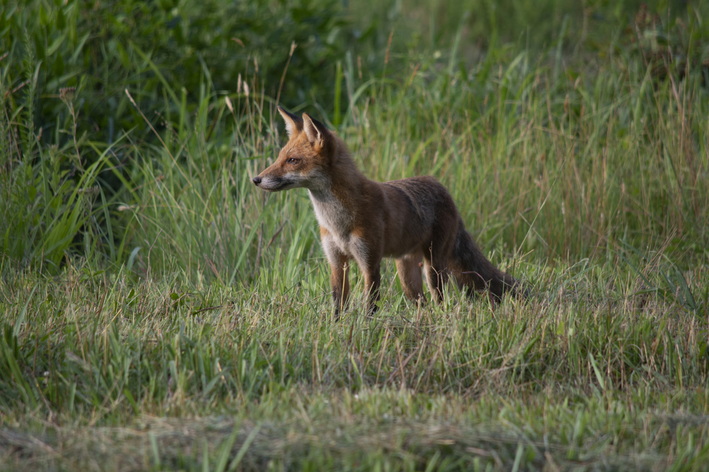 Red Fox from Gaithersburg, MD, USA on July 17, 2020 at 06:02 AM by ...