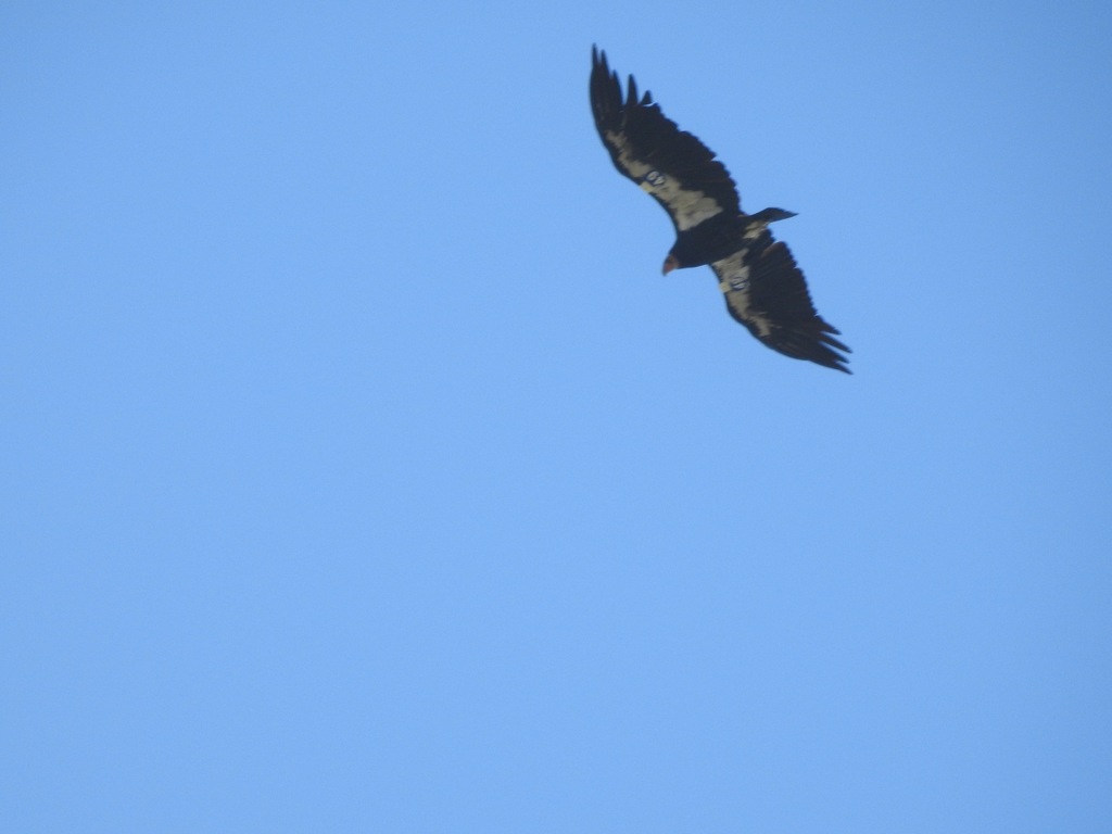 California Condor from Ensenada, Baja California, Mexico on June 8 ...