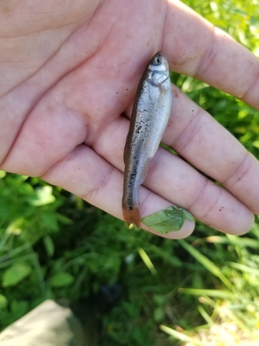 Northern Pearl Dace (SD Fish Passage Guide ) · iNaturalist
