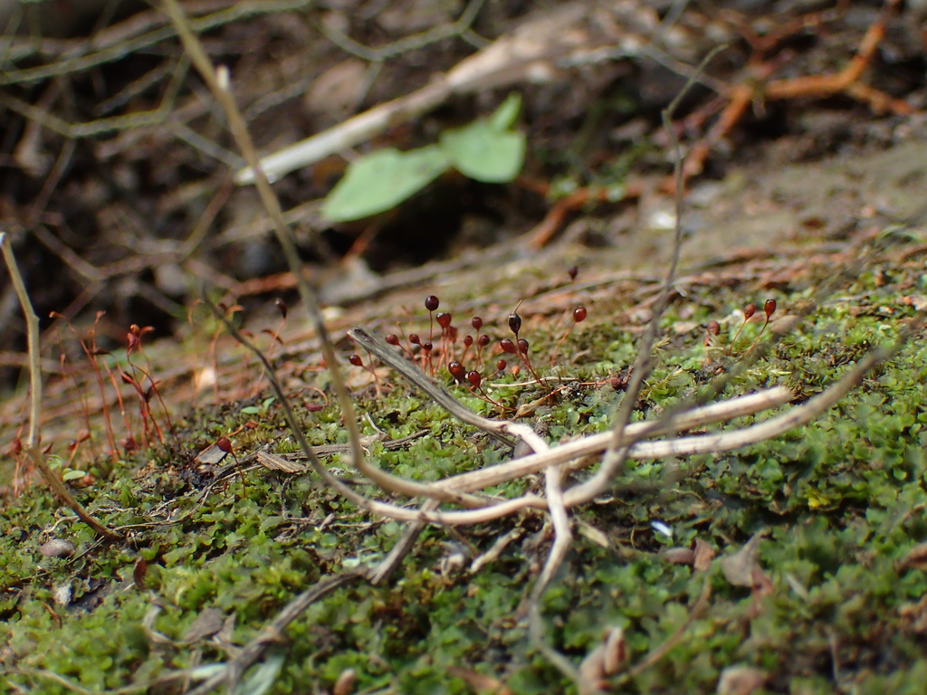 common bladder moss from Five Houses on July 14, 2020 at 10:29 AM by ...