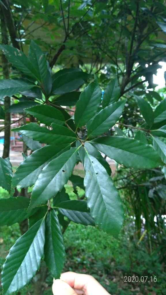 Alishan Oak (Quercus stenophylloides) - Botanical Realm