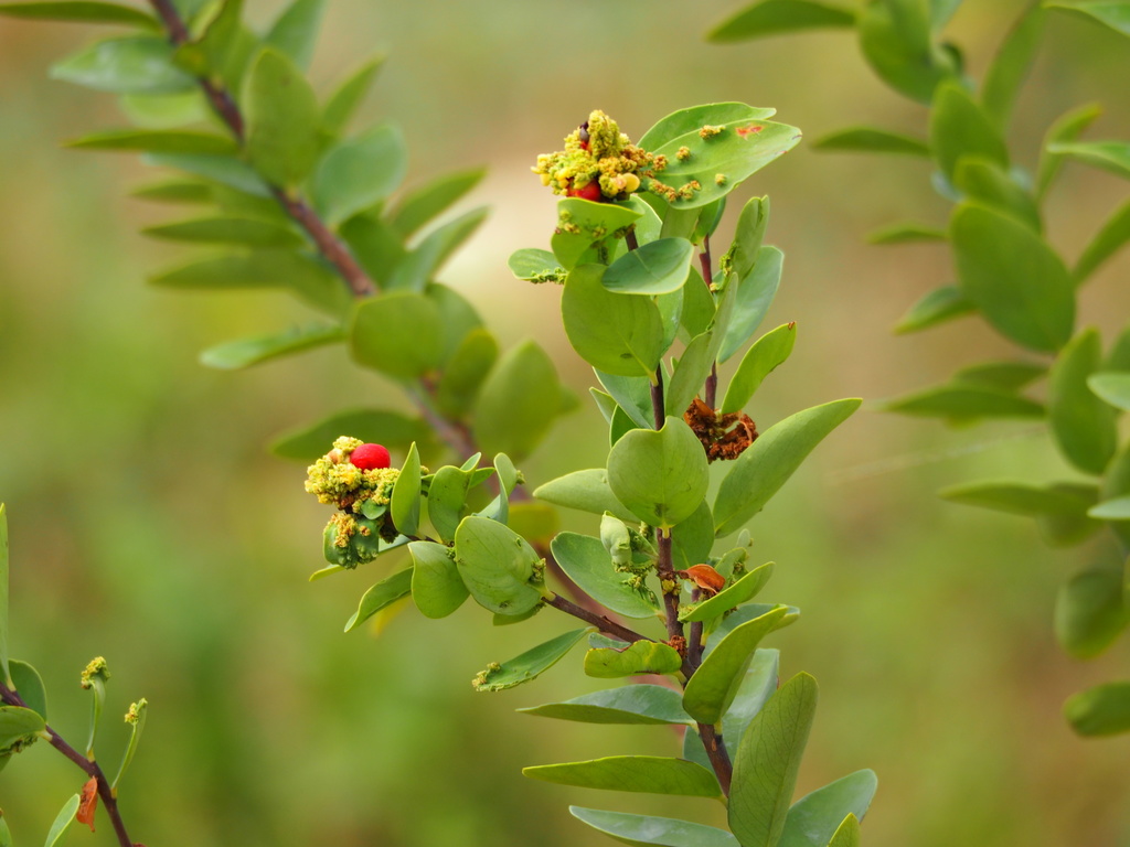 Bootlace Plant from 台灣台北 on July 9, 2020 at 02:56 PM by 葉子 · iNaturalist
