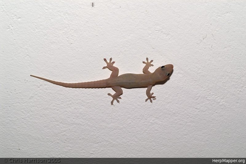 Asian House Gecko from Colón, PA on August 3, 2005 at 10:11 PM by Chris ...